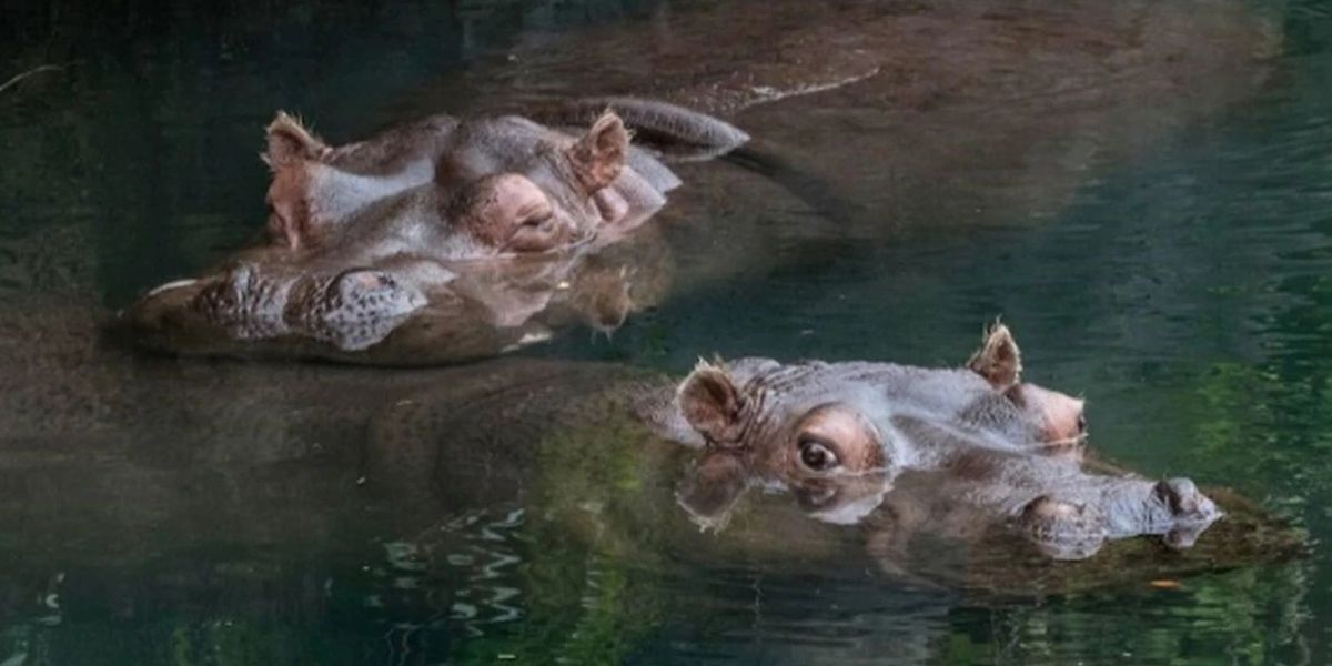 Say goodbye to Lily, Lupe: Zoo seeks new home for hippos - 93Q Country