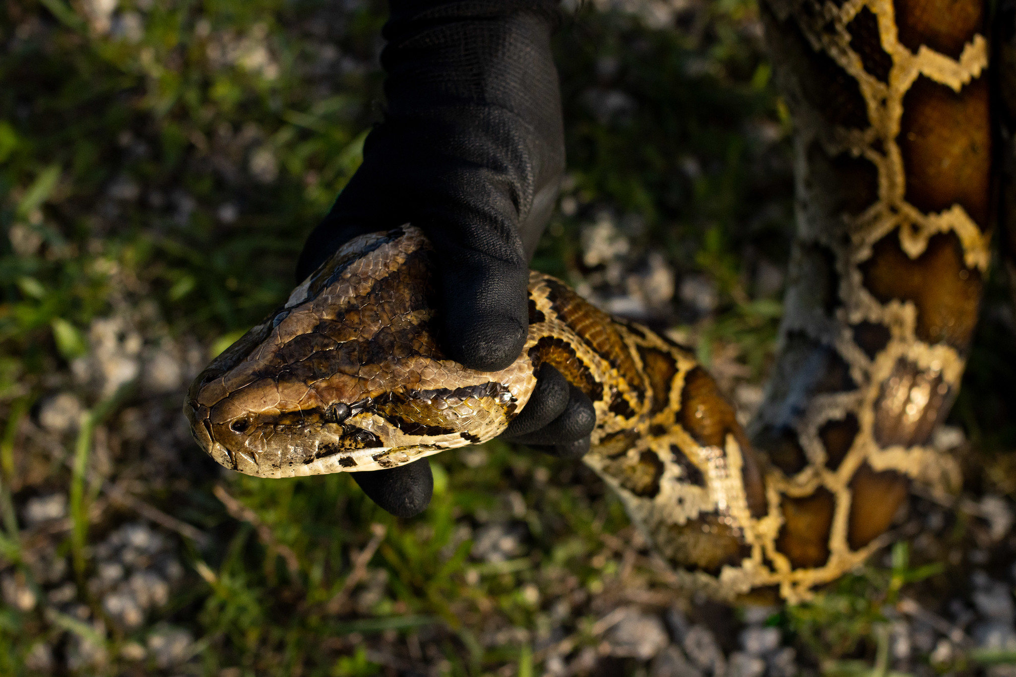 15-foot Burmese python slithers across road in Everglades National Park ...