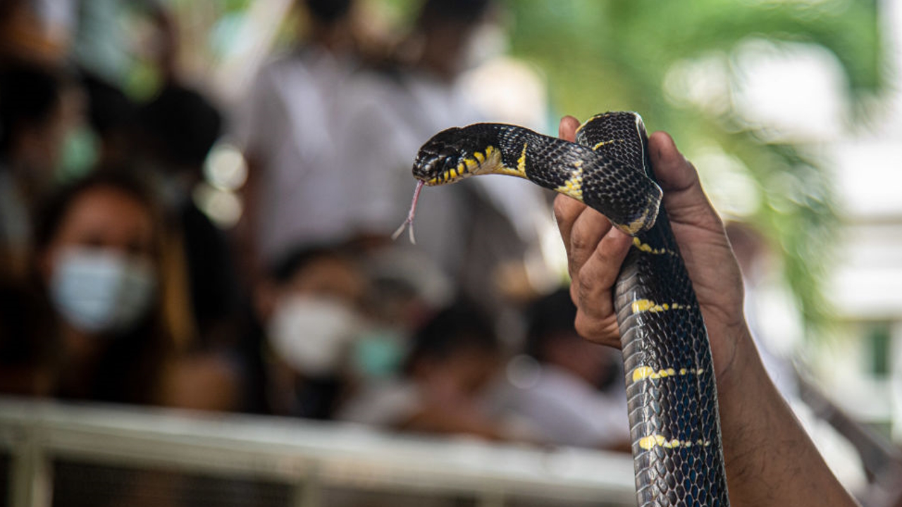 Florida man accused of illegally trafficking venomous snakes from his ...