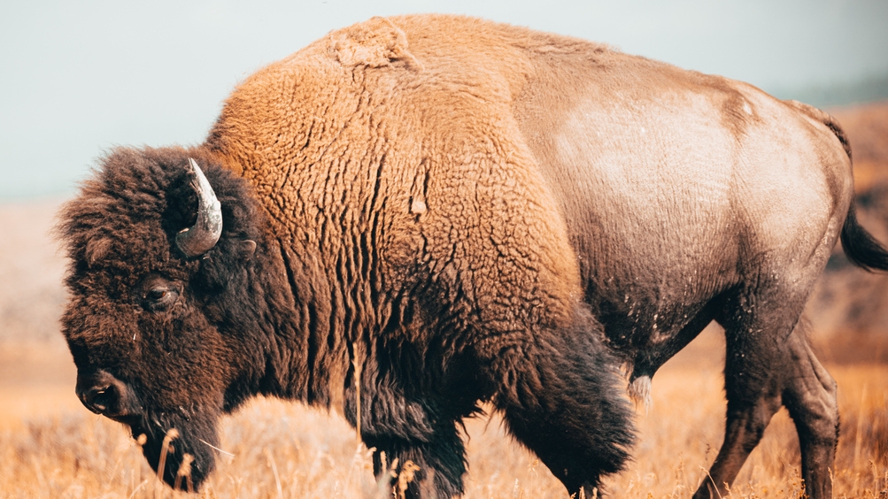 13 bison killed after truck hits herd near Yellowstone National Park ...