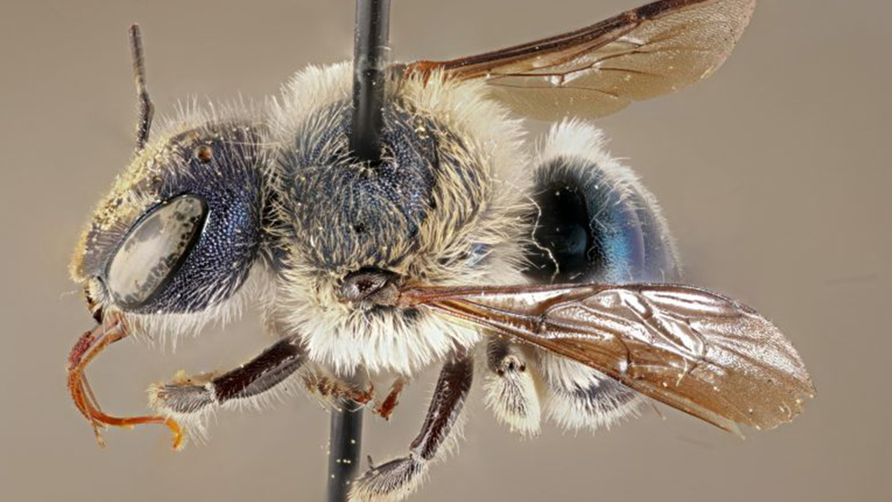 Rare blue calamintha bee thought extinct discovered in Florida - 93Q ...
